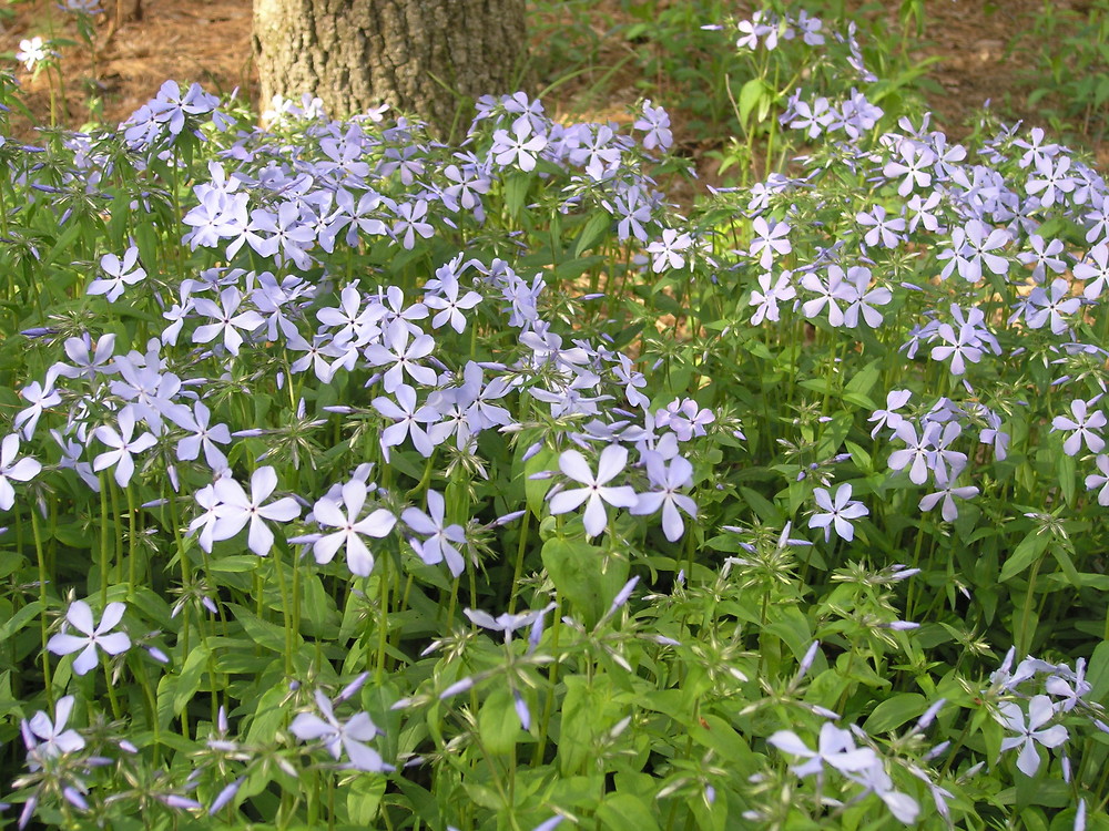 10 Native Tennessee Plants For Your Garden | The Heritage
