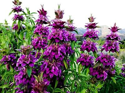 10 Native Tennessee Plants For Your Garden | The Heritage